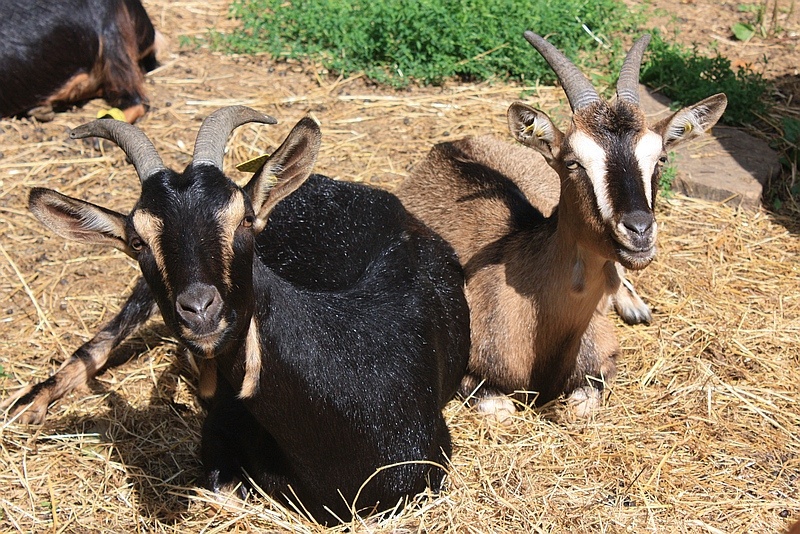 How Do Goats Show Affection to Humans? - Goat Journal